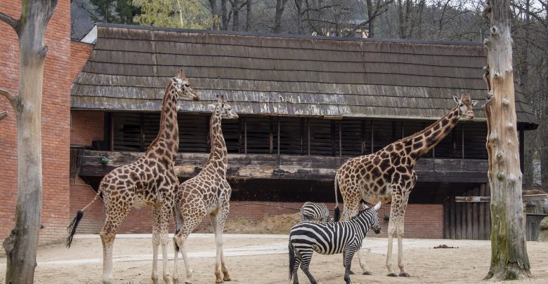 Žirafy, zebry i levharti v novém. Liberecký kraj pomáhá zoologické ...