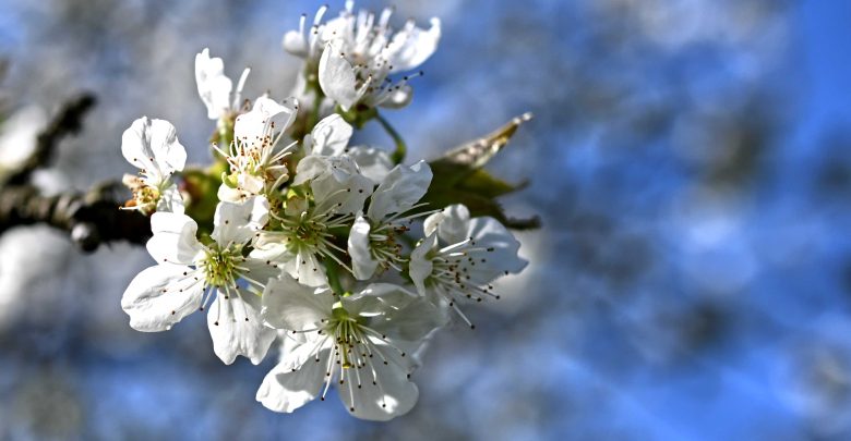 Jarní. Foto Darek Mouša – naseveru.net